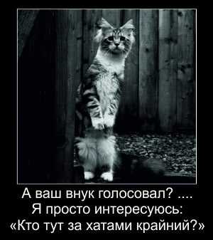 "Ми - За КОТА! Хто не з нами - той з ПР". Велика підбірка "котячих ...