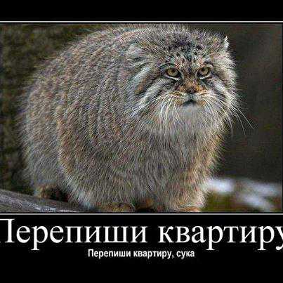 "Ми - За КОТА! Хто не з нами - той з ПР". Велика підбірка "котячих ...